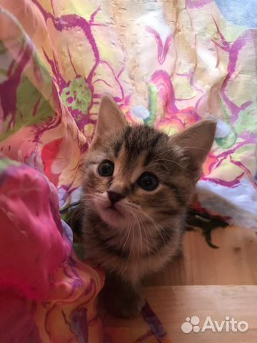 Котята в добрые руки бесплатно
