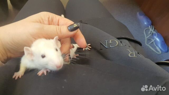 Крыса домашняя