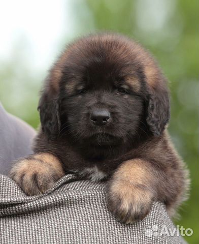 Щенки Леонбергера