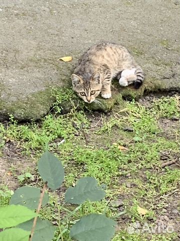 Котенок бесплатно