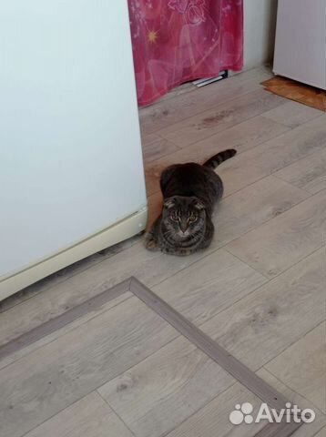 Котик золотой британец