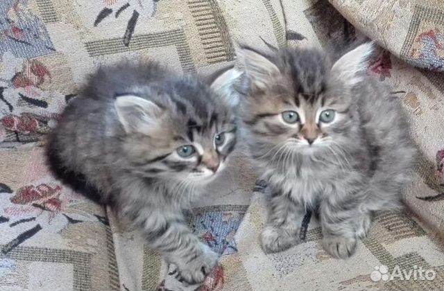 Сибирские комочки счастья