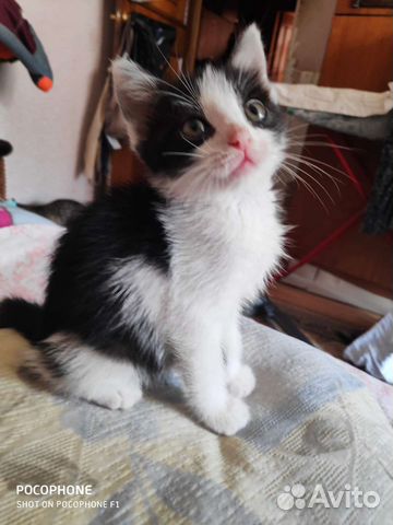 Кошка, котенок. Мальчик 2 мес