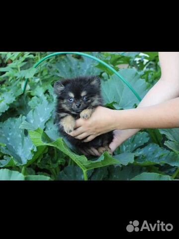 Шпицедети, есть доставка по России