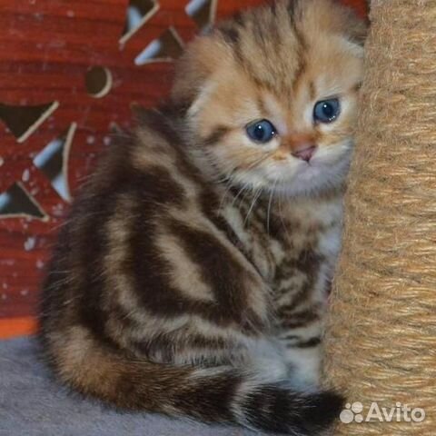 Супер котята мраморного окраса