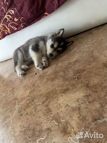 Сибирский хаски