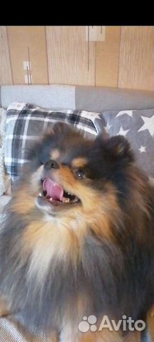 Померанский шпиц медвежьего типа