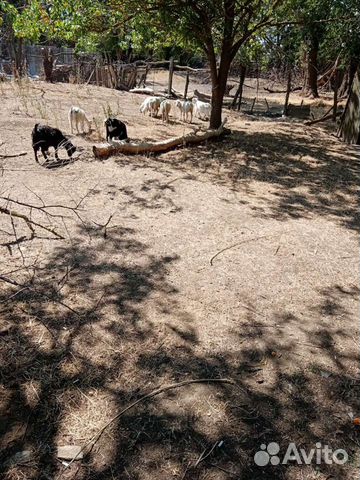 Ягнята барашки