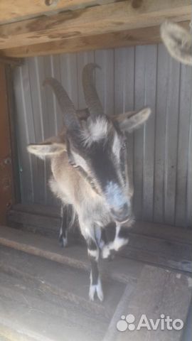 Продам коз