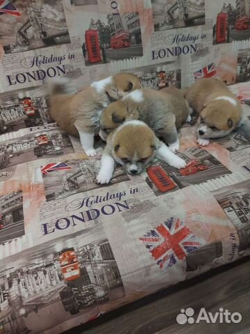 Собака акита ину щенки