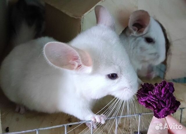 Бело-розовая шиншилла