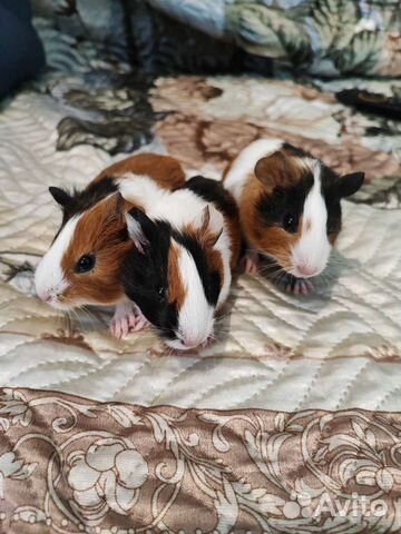 Морская свинка в добрые руки