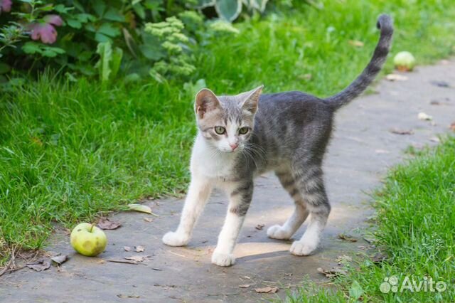Кот-Мурчалка 3 месяца