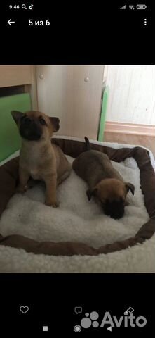 Щенки чихуахуа