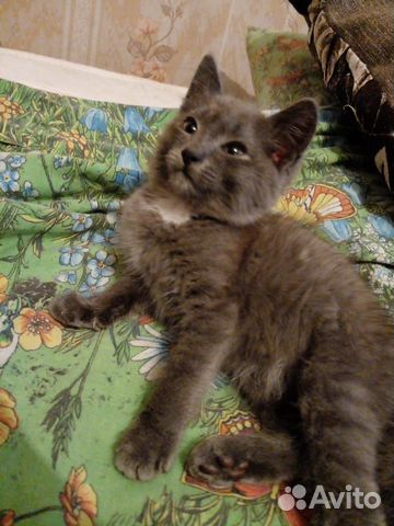 Котята отдам даром
