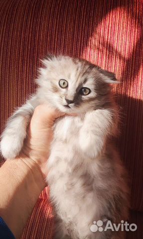 Вислоухая кошечка красотка