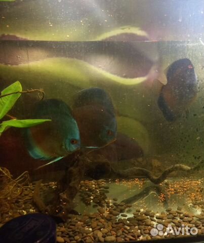 Дискусы 3 шт