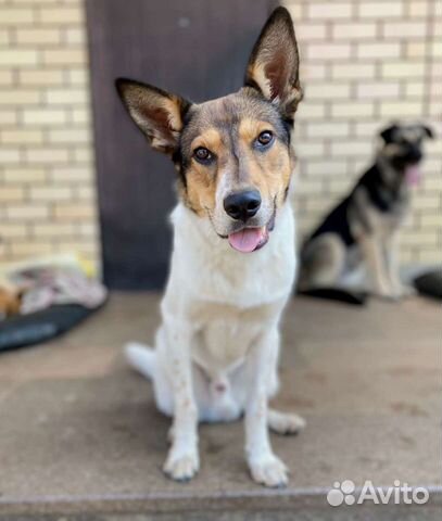 Щенок Патрик ждёт семью