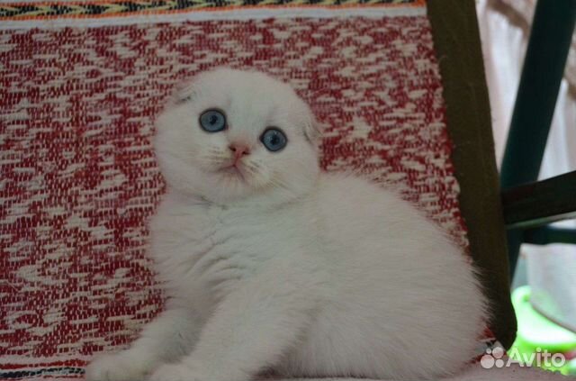 Вислоухий котик голубая серебристая шиншилла