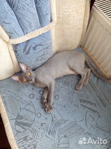 Кошечка сфинкс велюр. Только в добрые руки