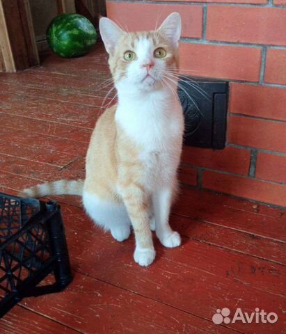 Игривый рыжий дачник ищет дом