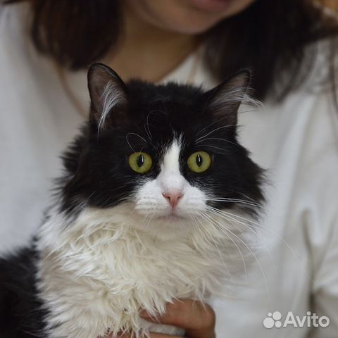 Ласковый кот