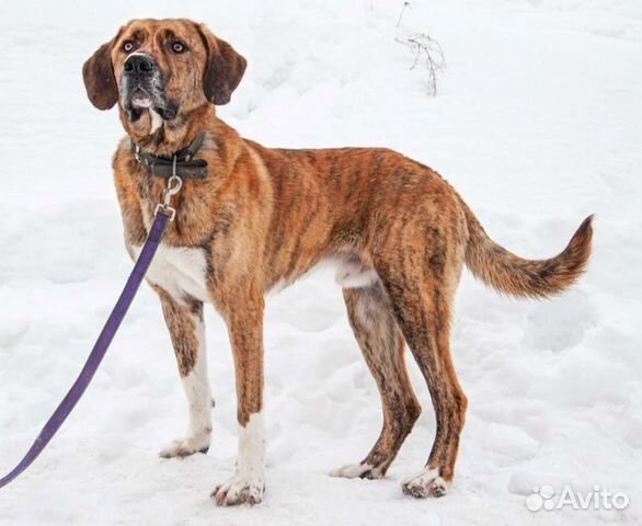 Кастрированный кобель в добрые руки, 1,5 года