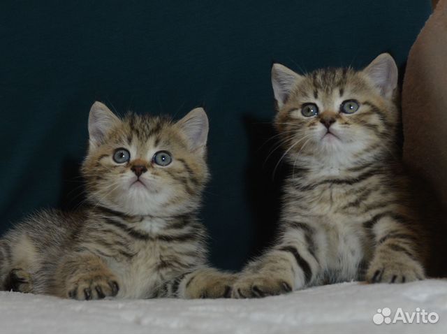 Британские тигрята