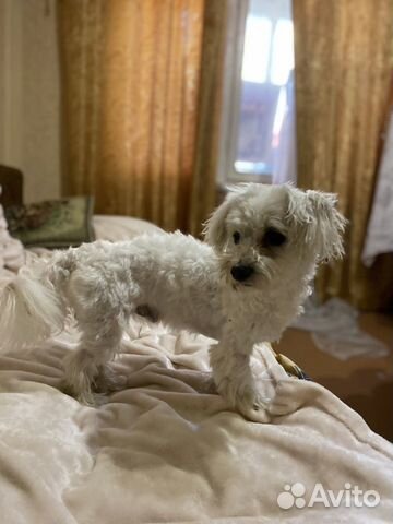 Найдена собака