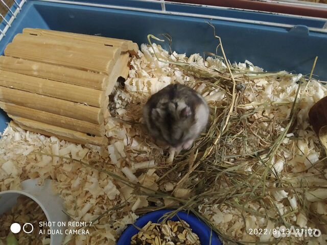 Ищем хомяка мальчика для двух девочек