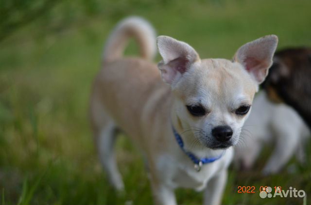 Чихуахуа подросток 7 мес