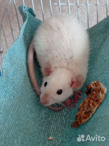 Крыса дамбо голубая