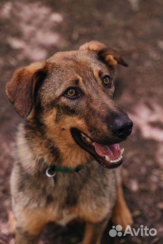 Очаровательный Люкс ищет дом