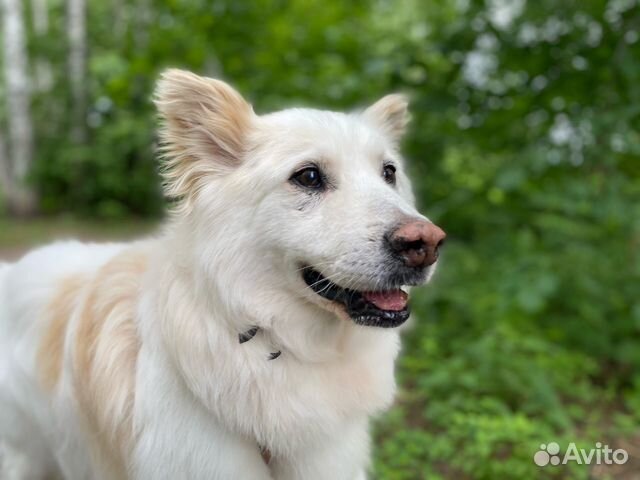 Собака Беляшик в добрые руки