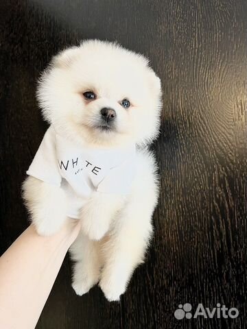 Мальчики мини шпицы