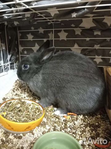 Декоративные кролики