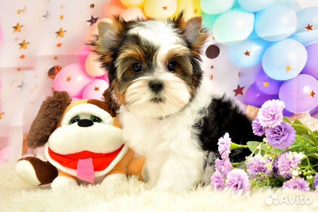 Яркий мальчик бивер терьера, мелкий стандарт