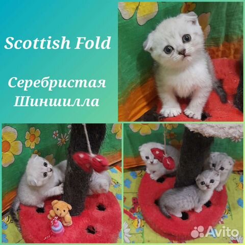 Шотландские Scottish Fold