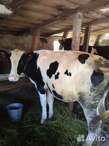 Телка 11 месяцев