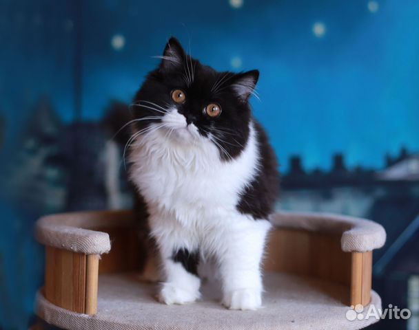 Британская длинношерстная девочка 3,5 мес