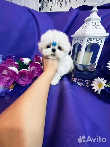 Гномик - миник мальтезе 2,5 мес