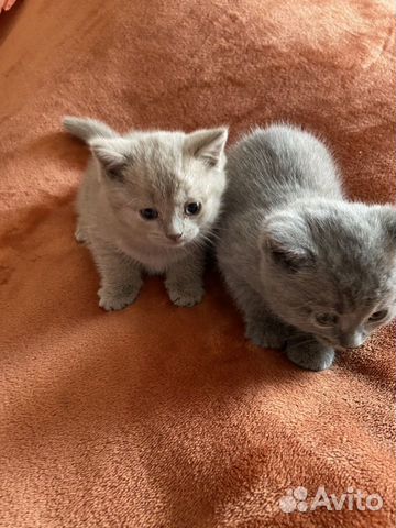 Британские котята