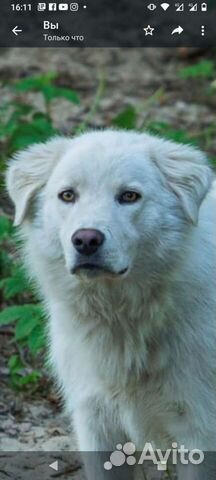 Швейцарская овчарка