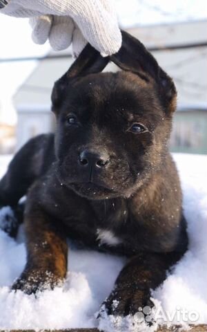 Щенки мали-корсо, микс F1