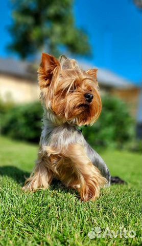 Йоркширский терьер