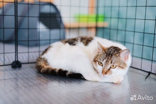 Самый ласковый, уютный котик 8 мес