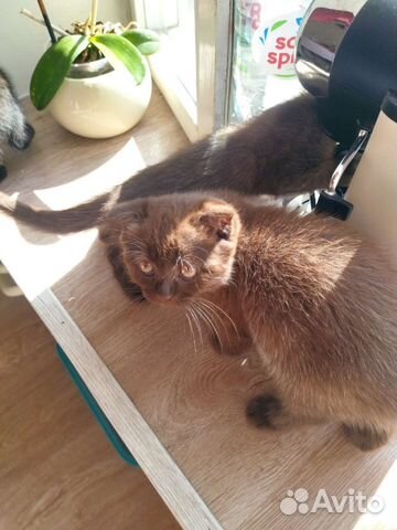 Британские котята