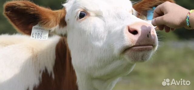 Корова и телочка