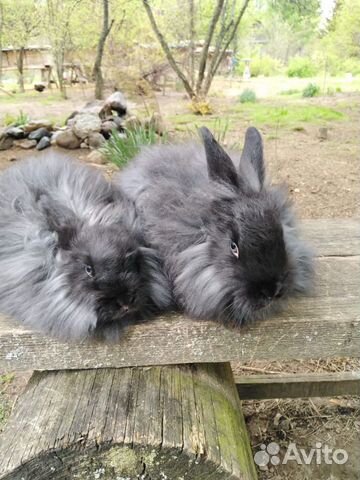 Пуховые кролики серые Немецкая Ангора