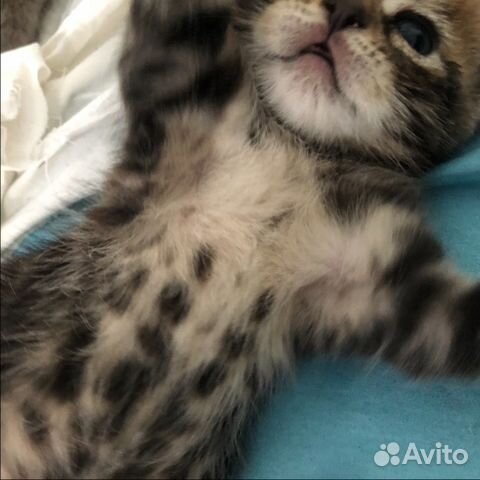 Продам котят от шотландской кощечки